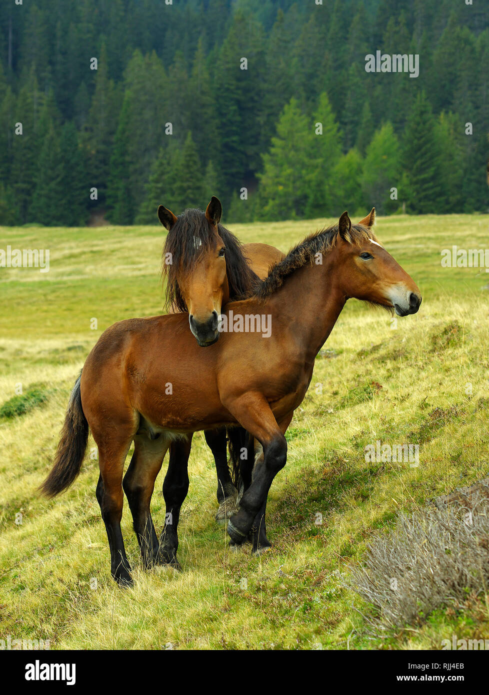 5 south hi-res stock photography and images - Alamy