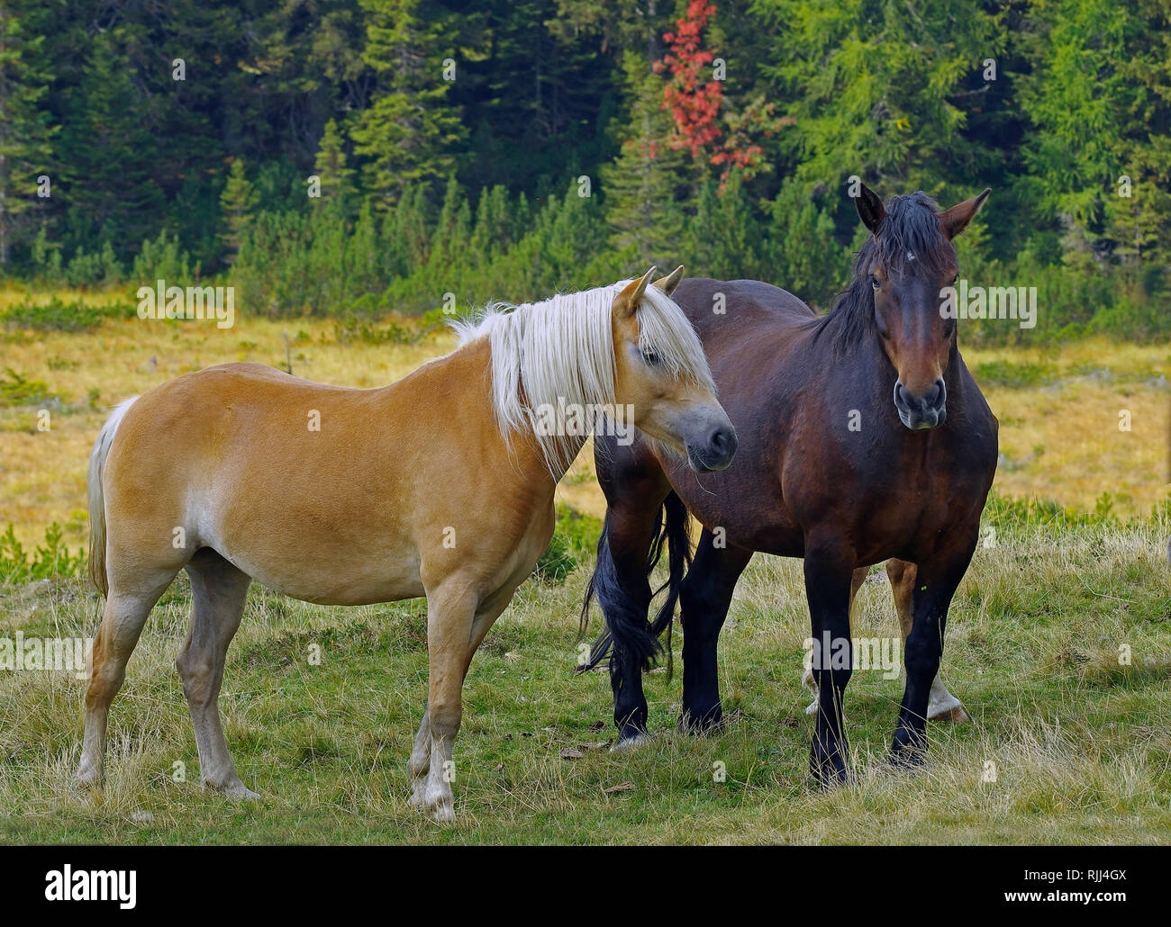 Italian Heavy Draft, Rapid Heavy Draft and Haflinger Horse. Two horses ...