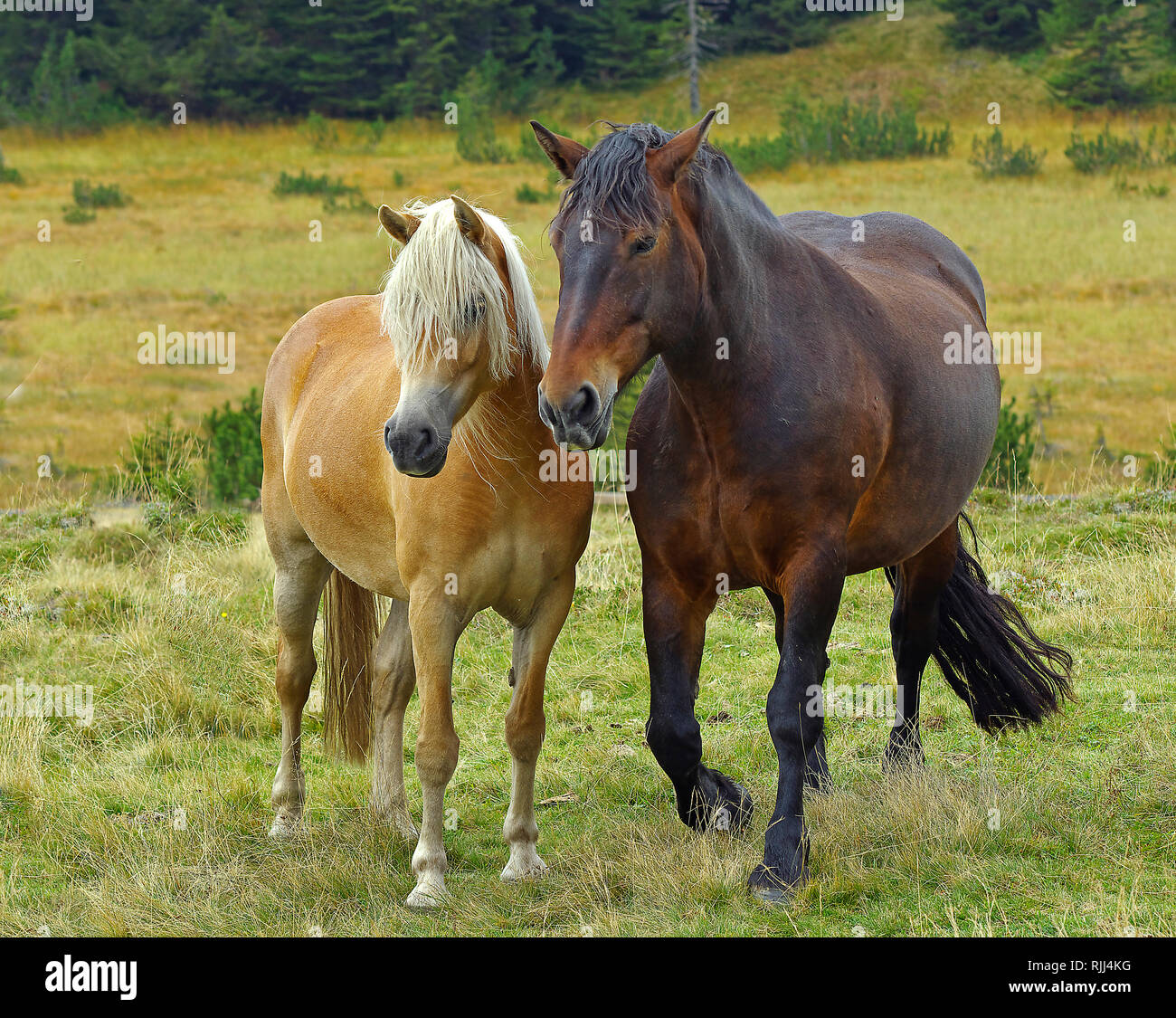 Horses standing next to each other hi-res stock photography and images ...