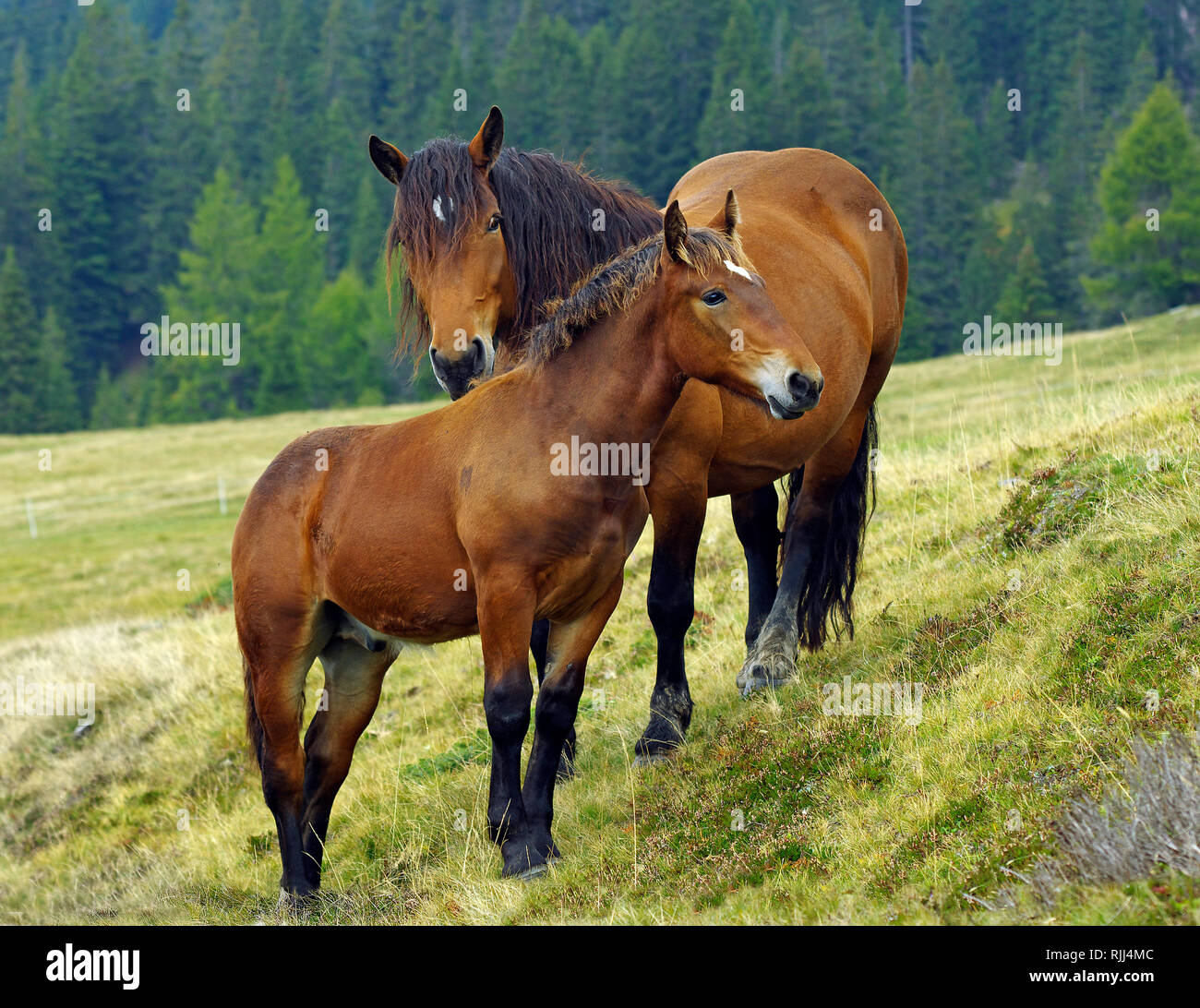 Italian Heavy Draft, Rapid Heavy Draft. Bay mare and colt (5 month old ...