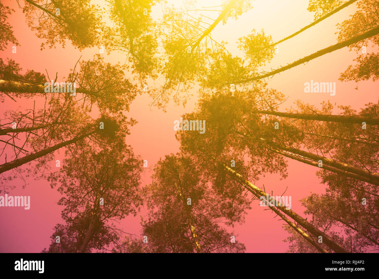 Vintage frame from trees at sunset in spring. Pine forest in evening ...