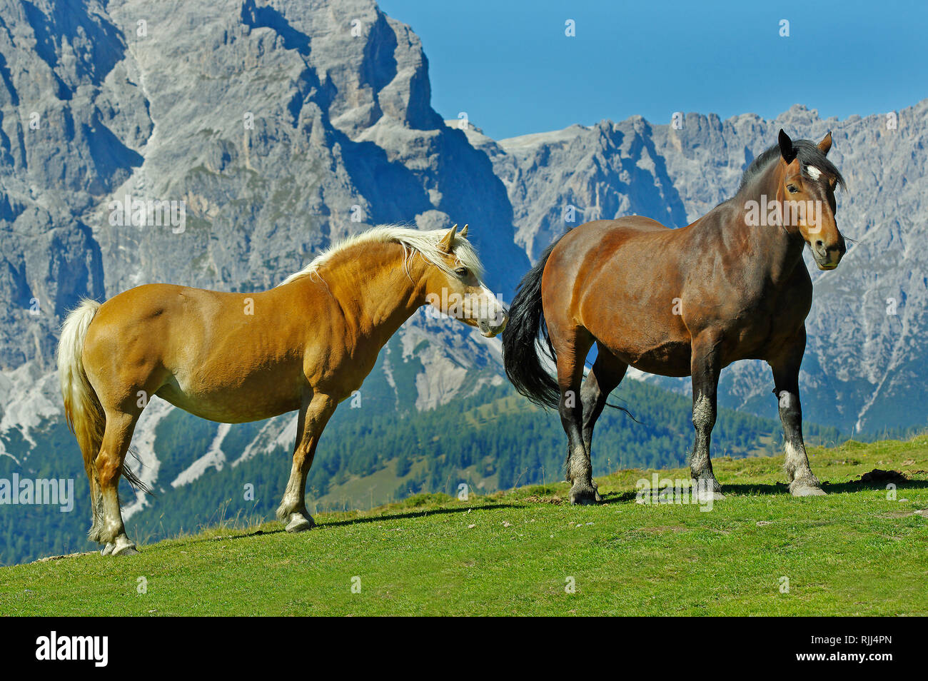 Italian heavy draft horse hi-res stock photography and images - Alamy
