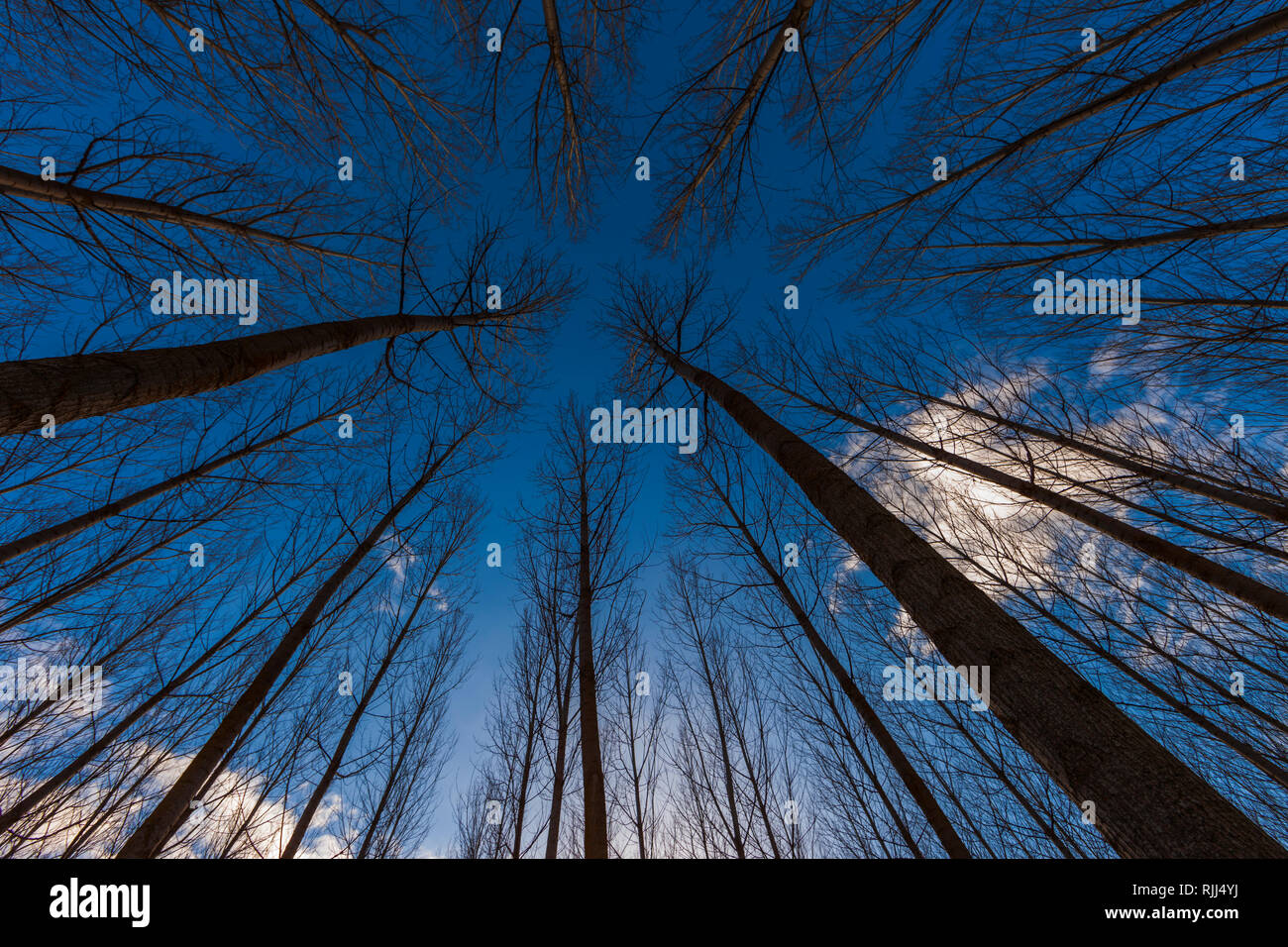 Rows of poplar hi-res stock photography and images - Alamy