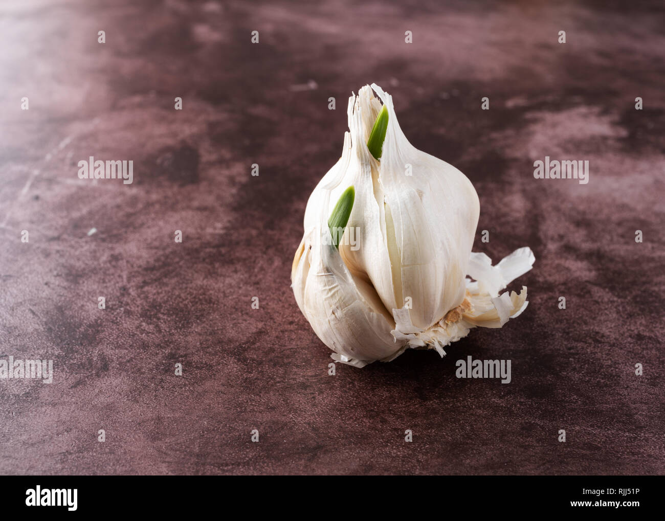 Sprouting Garlic High Resolution Stock Photography and Images - Alamy