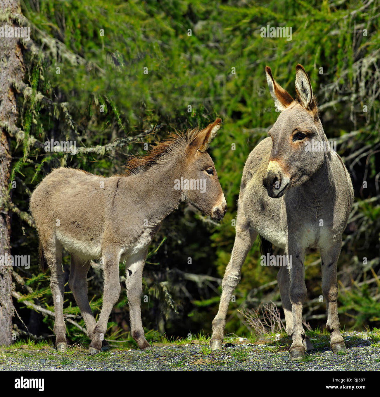 Domestic Donkey, Ass. Mother and foal standing on alpine pasture, next ...