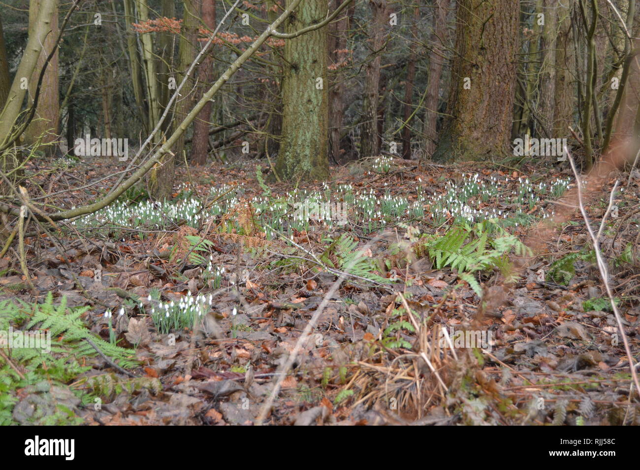 Lady mary lindsay crawford hi-res stock photography and images - Alamy