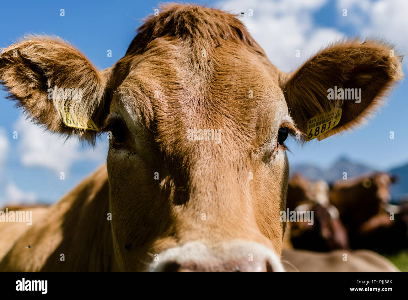 Portrait of a cow Stock Photo - Alamy