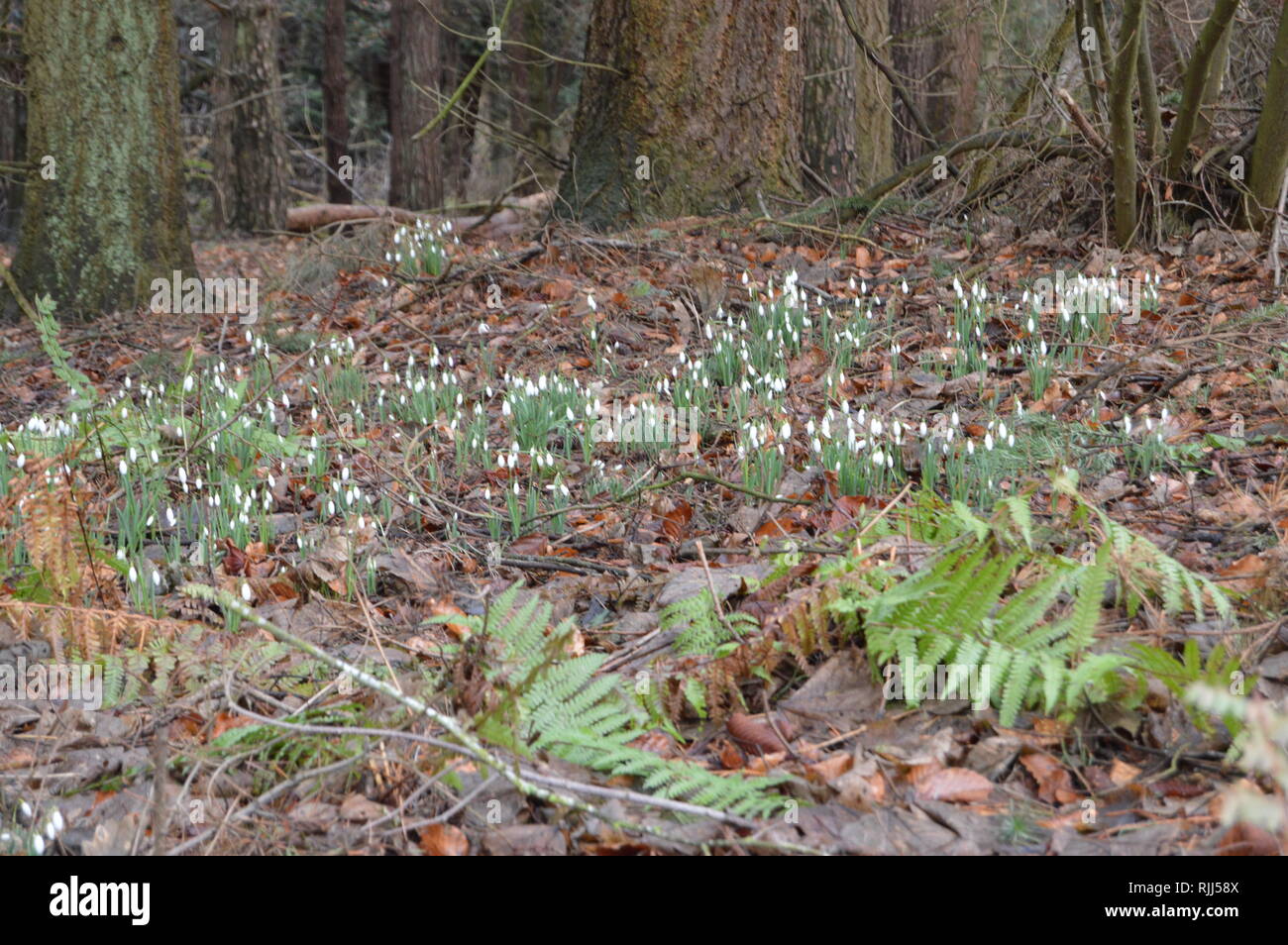 Lady mary lindsay crawford hi-res stock photography and images - Alamy