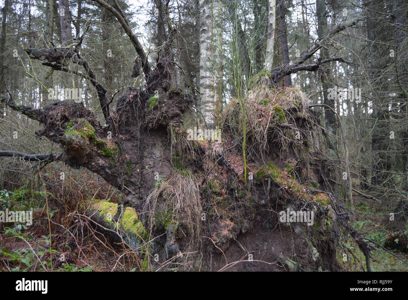 Lady mary lindsay crawford hi-res stock photography and images - Alamy