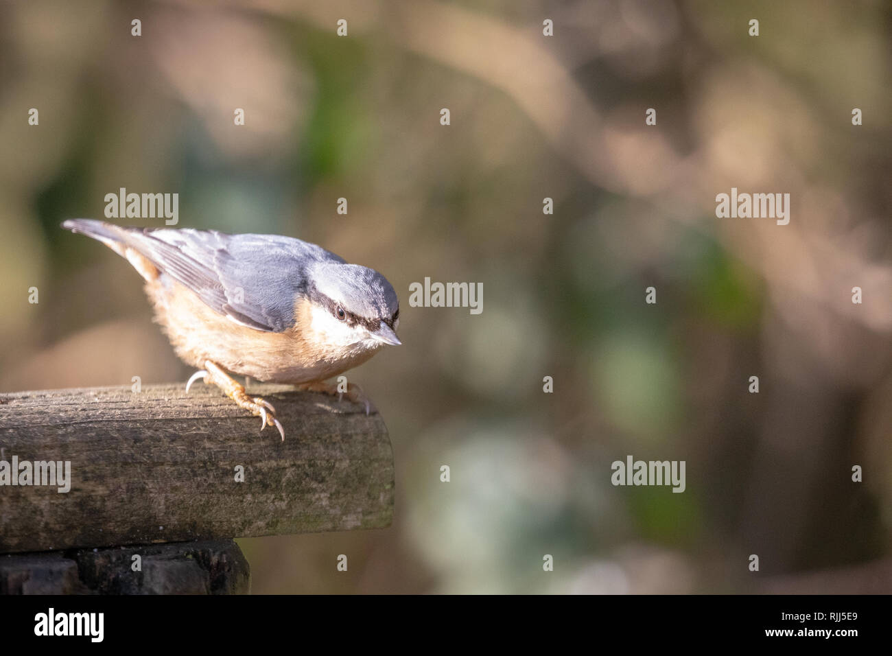 European nuthatch (Sitta europaea) pictured in woodland habitat Stock ...