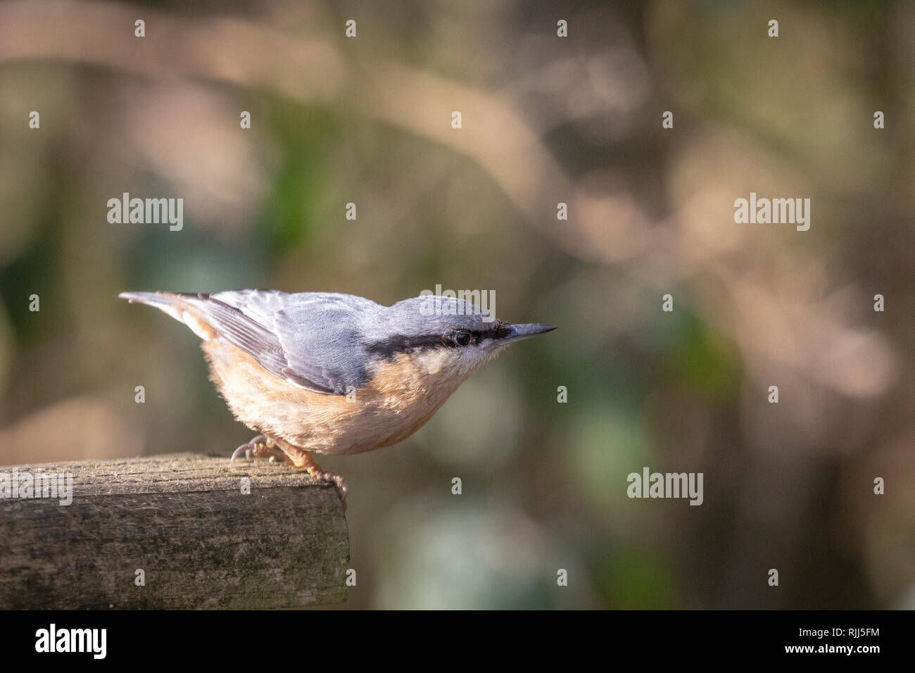 Sitta european hi-res stock photography and images - Alamy