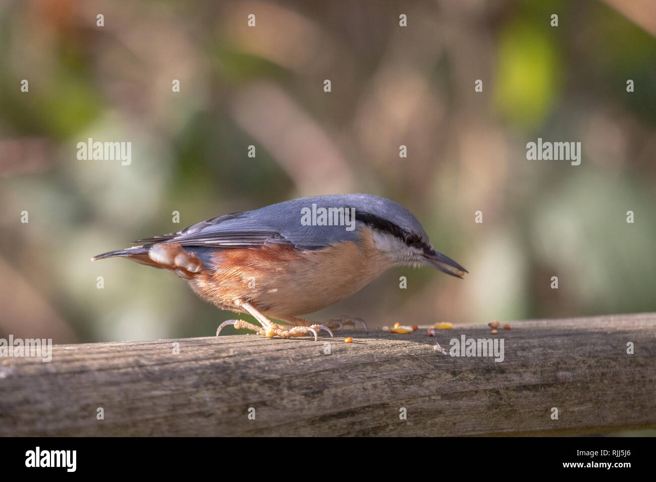 European nuthatch (Sitta europaea) pictured in woodland habitat Stock ...