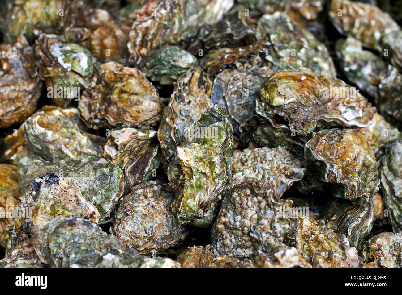 Closed oyster hi-res stock photography and images - Alamy