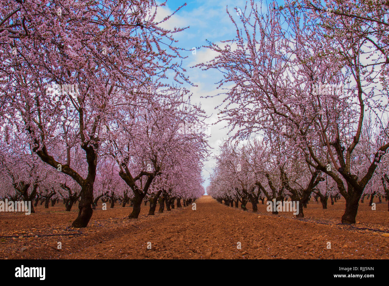 Almond trees aerial hi-res stock photography and images - Alamy