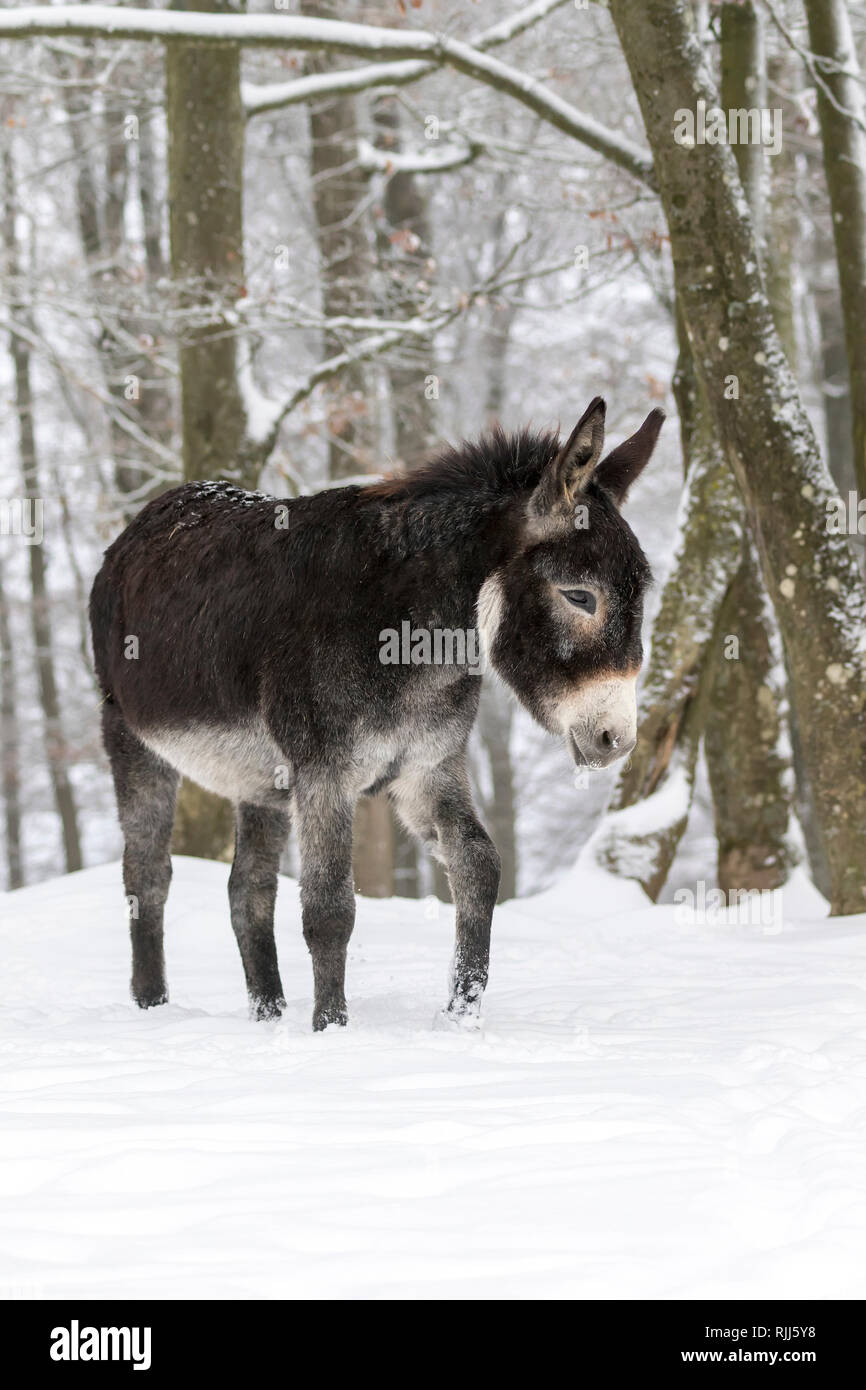 Thuringian Forest Donkey (Equus asinus asinus). Adult in a German game ...