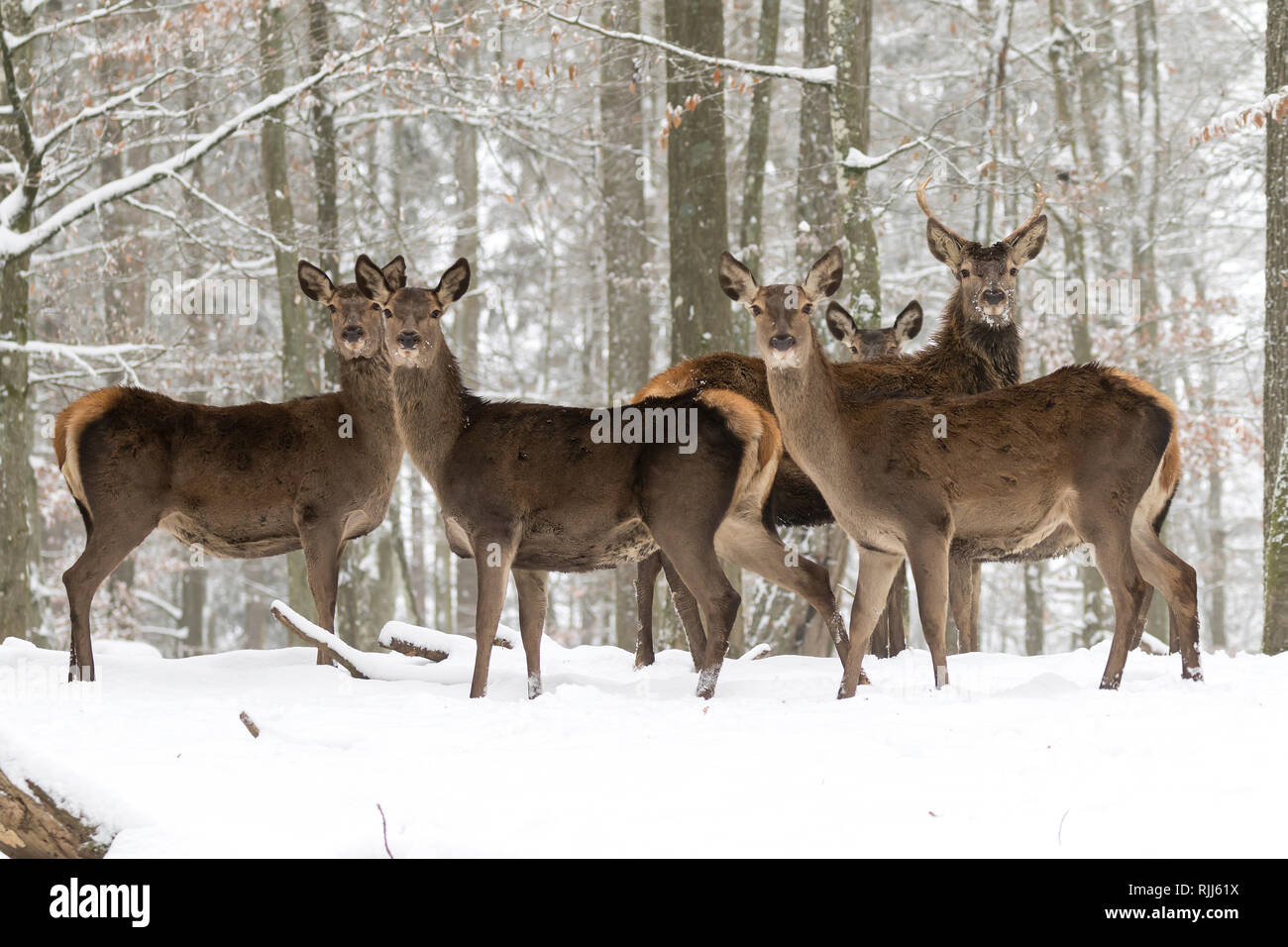 Deer Forest High Resolution Stock Photography and Images - Alamy