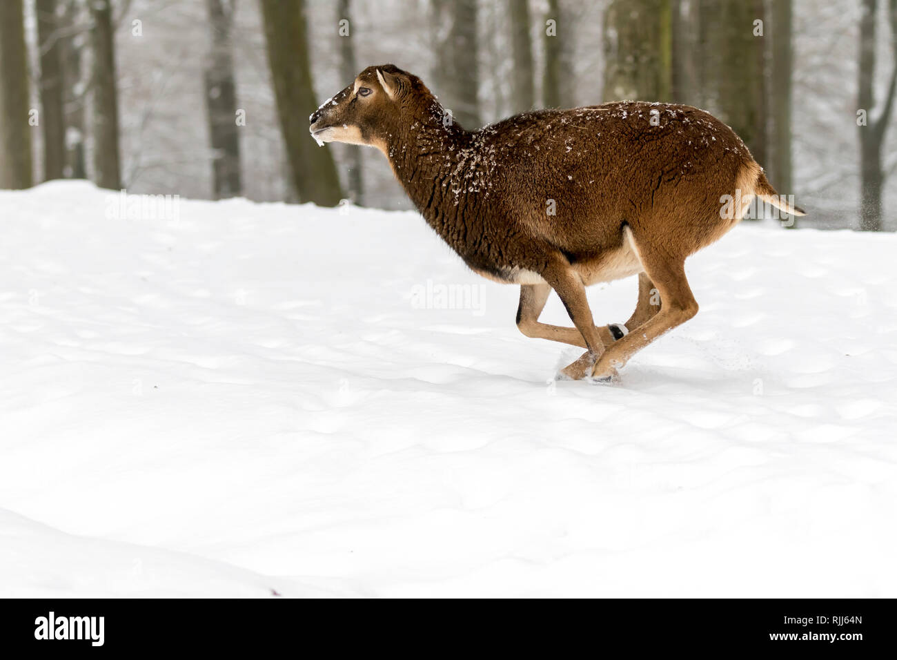 Mouflon ovis orientalis hi-res stock photography and images - Alamy
