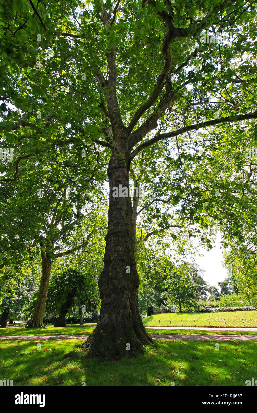 One tall tree in London Hyde Park Stock Photo - Alamy