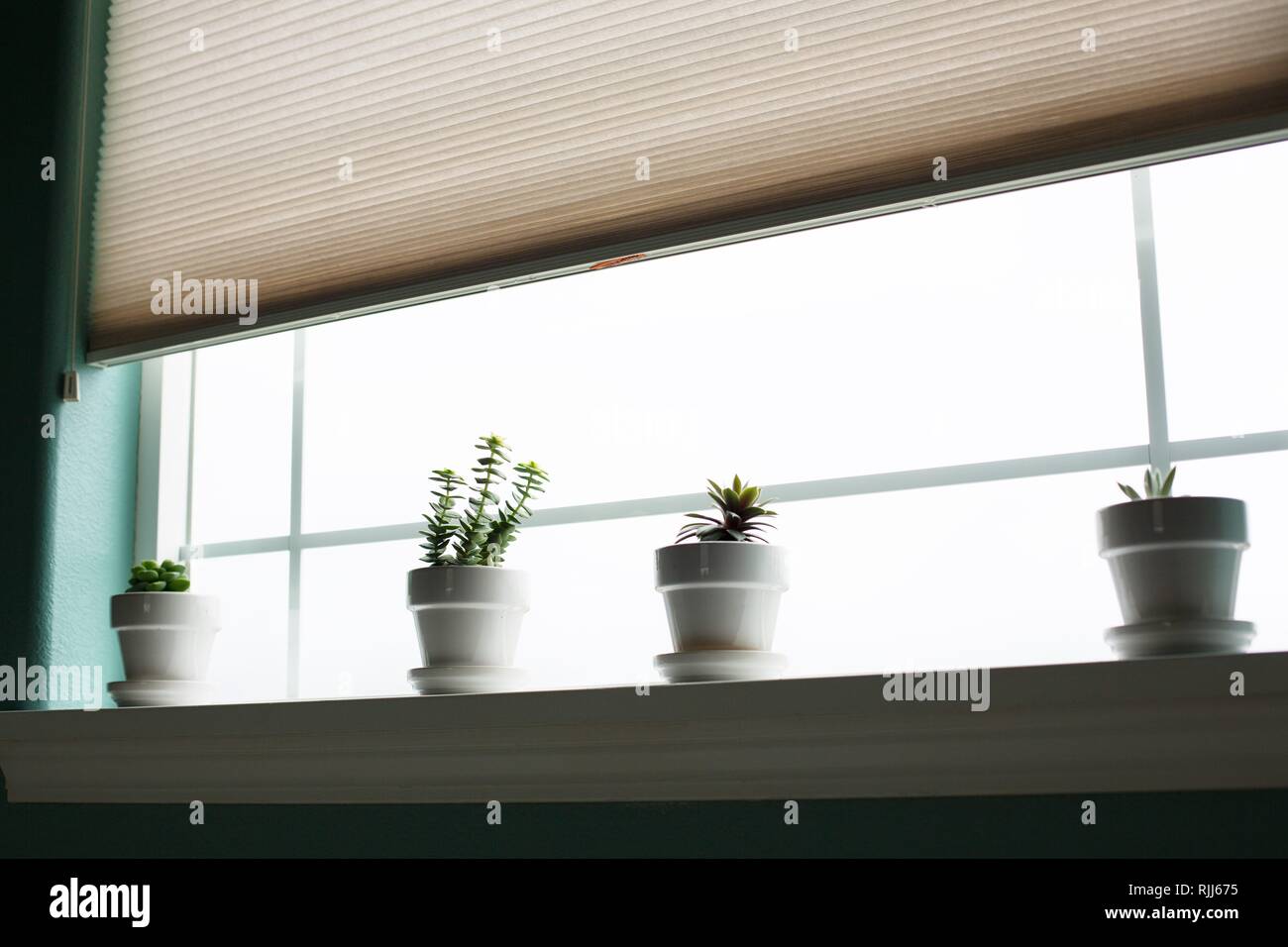 Succulent plants on a window sill Stock Photo - Alamy