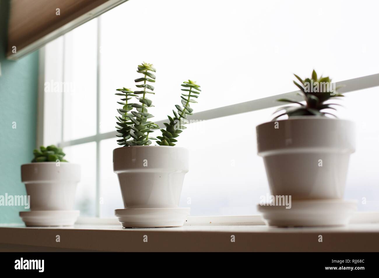 Succulent plants on a window sill Stock Photo - Alamy