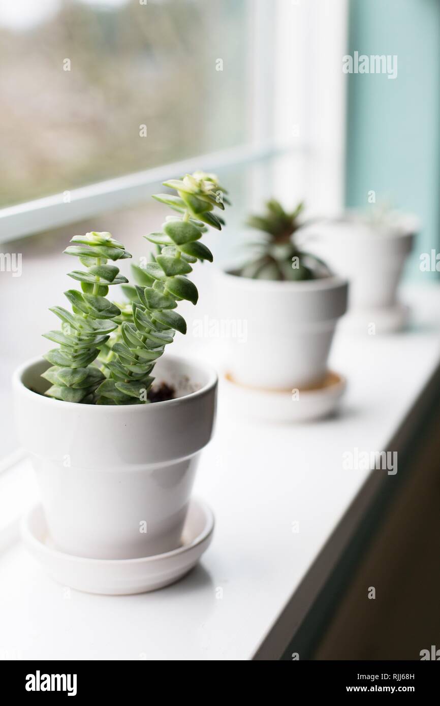 Succulent plants on a window sill Stock Photo - Alamy