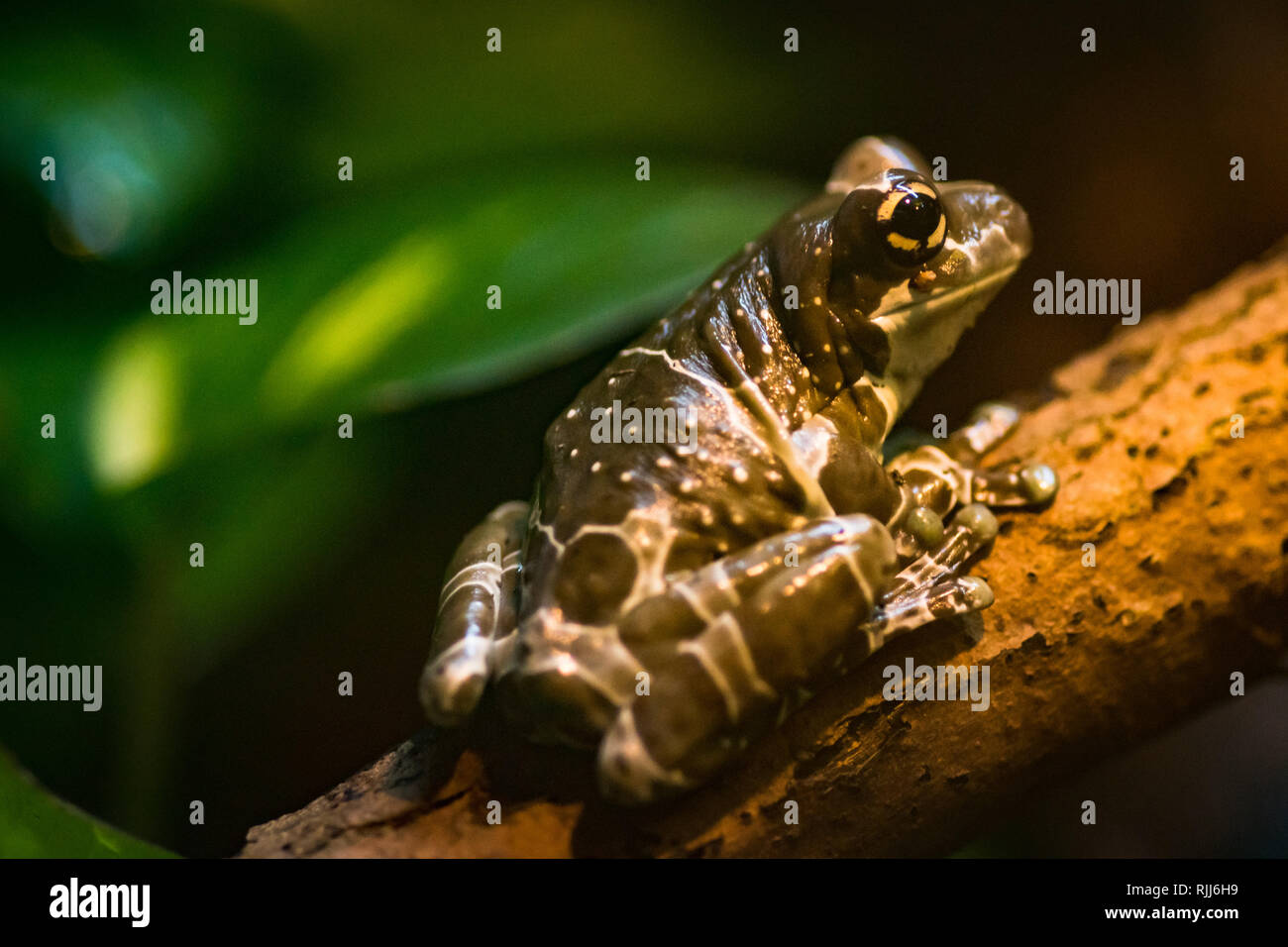 Poison dart frog skin close hi-res stock photography and images - Alamy