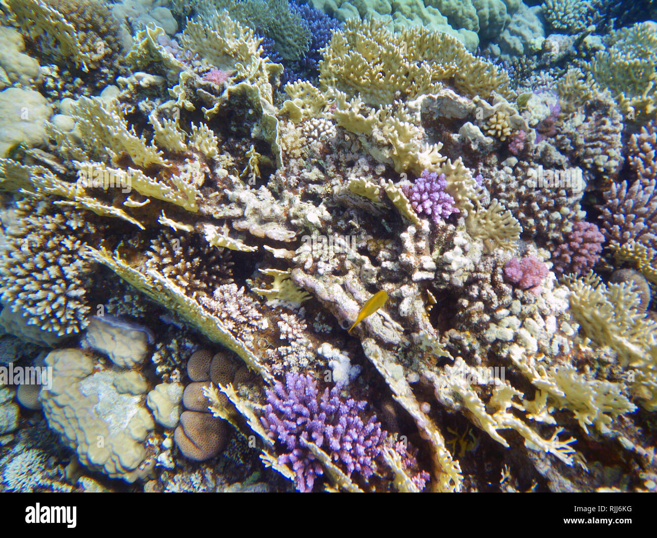 A coral reef with a small fish Stock Photo - Alamy