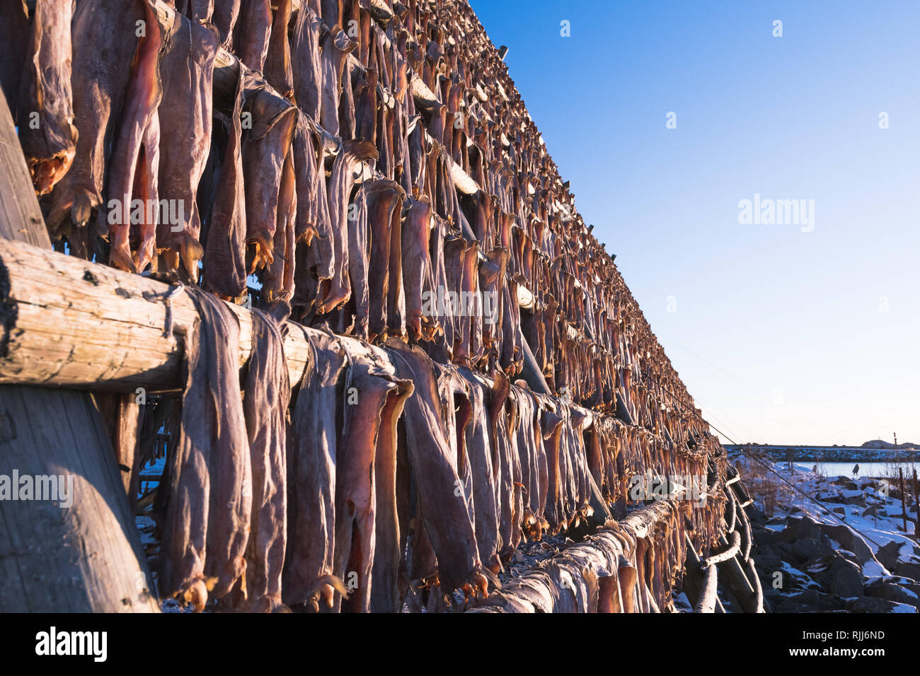 Norwegian traditional stockfish outdoor drying, Lofoten - Norway Stock ...