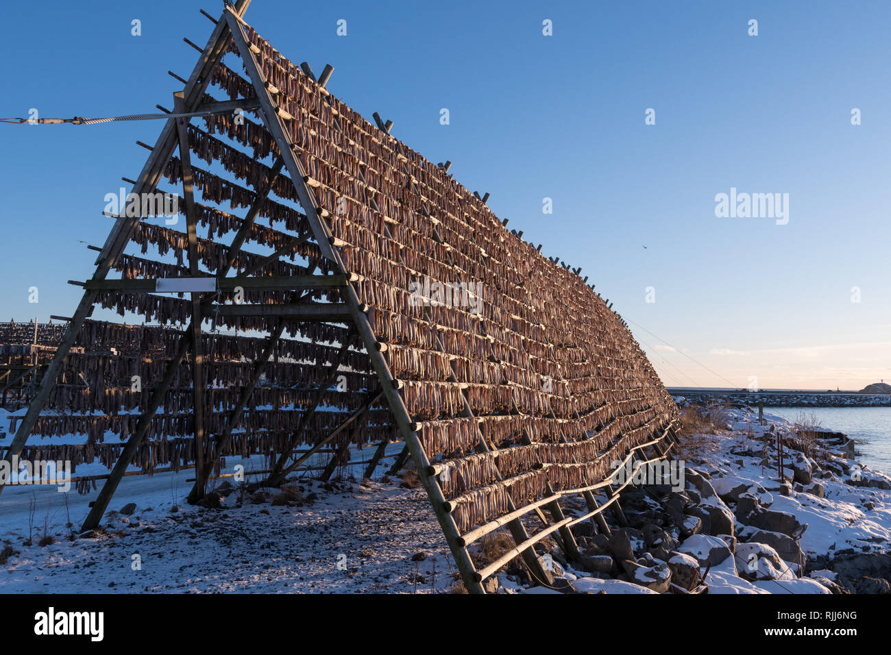 Norwegian traditional stockfish outdoor drying, Lofoten - Norway Stock ...