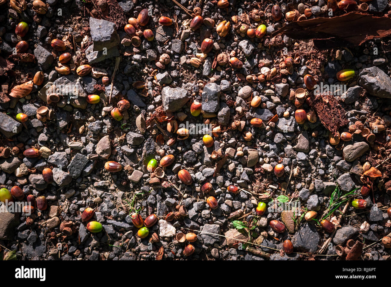 Acorns and stones hi-res stock photography and images - Alamy