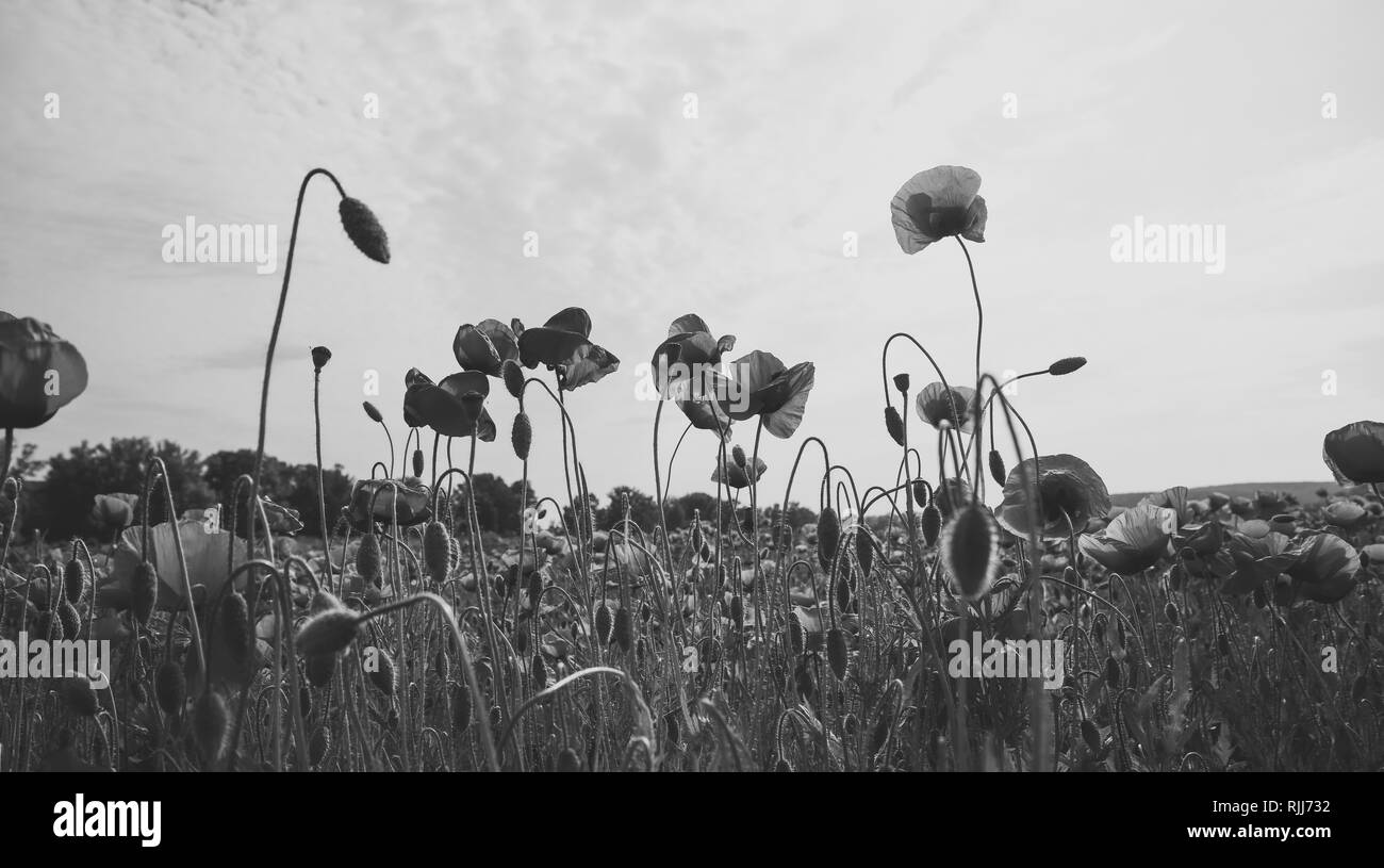 Summer and spring, landscape, poppy seed Stock Photo - Alamy