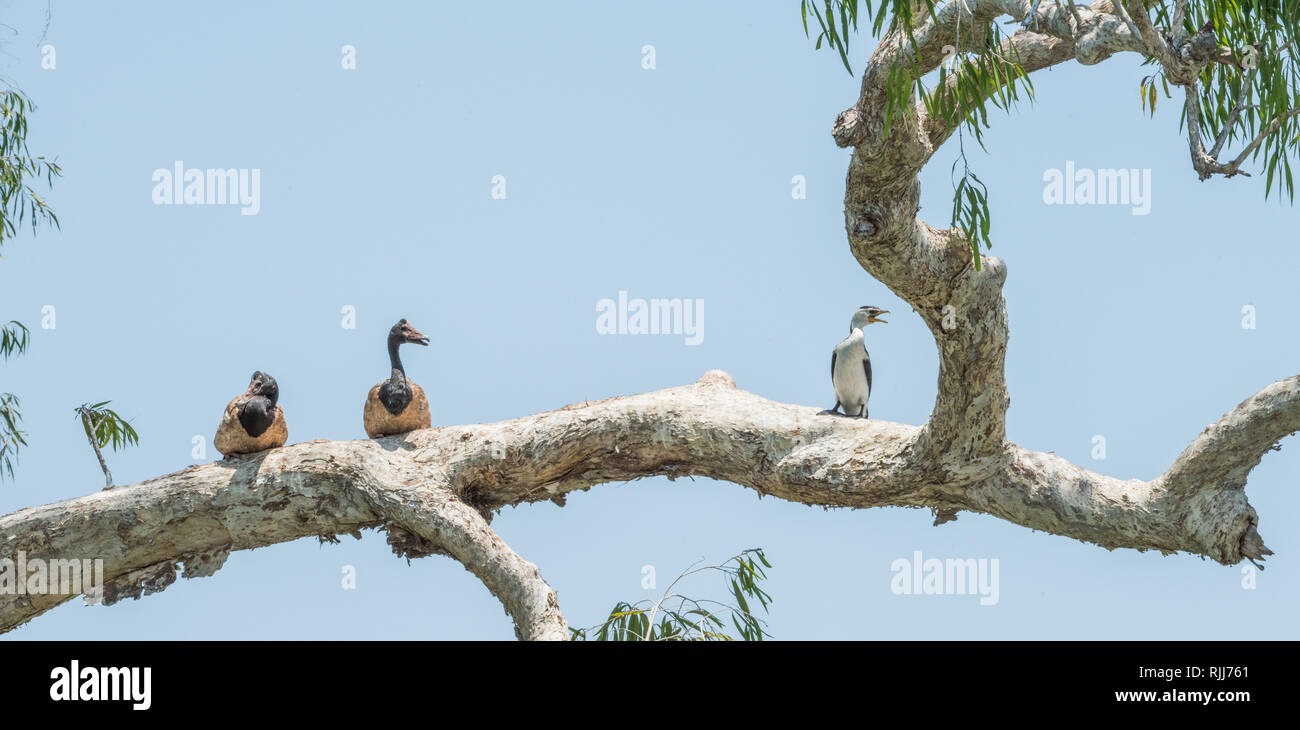 Magpie geese and pied cormorant perched on tree in the Corroboree ...