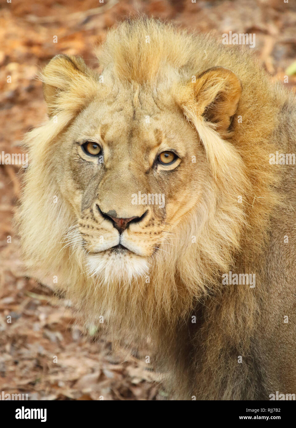 American Lion