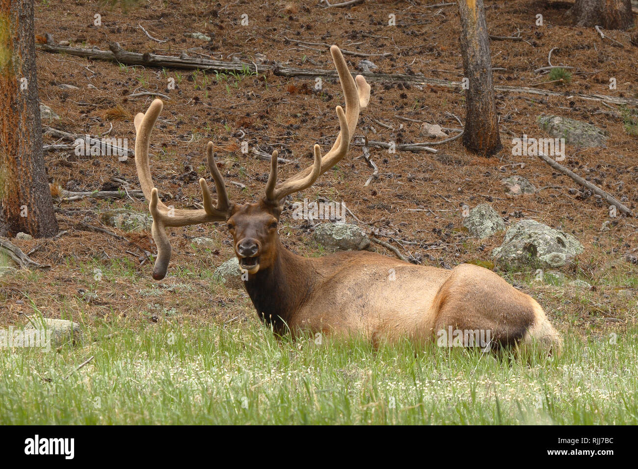 Surprised elk hi-res stock photography and images - Alamy