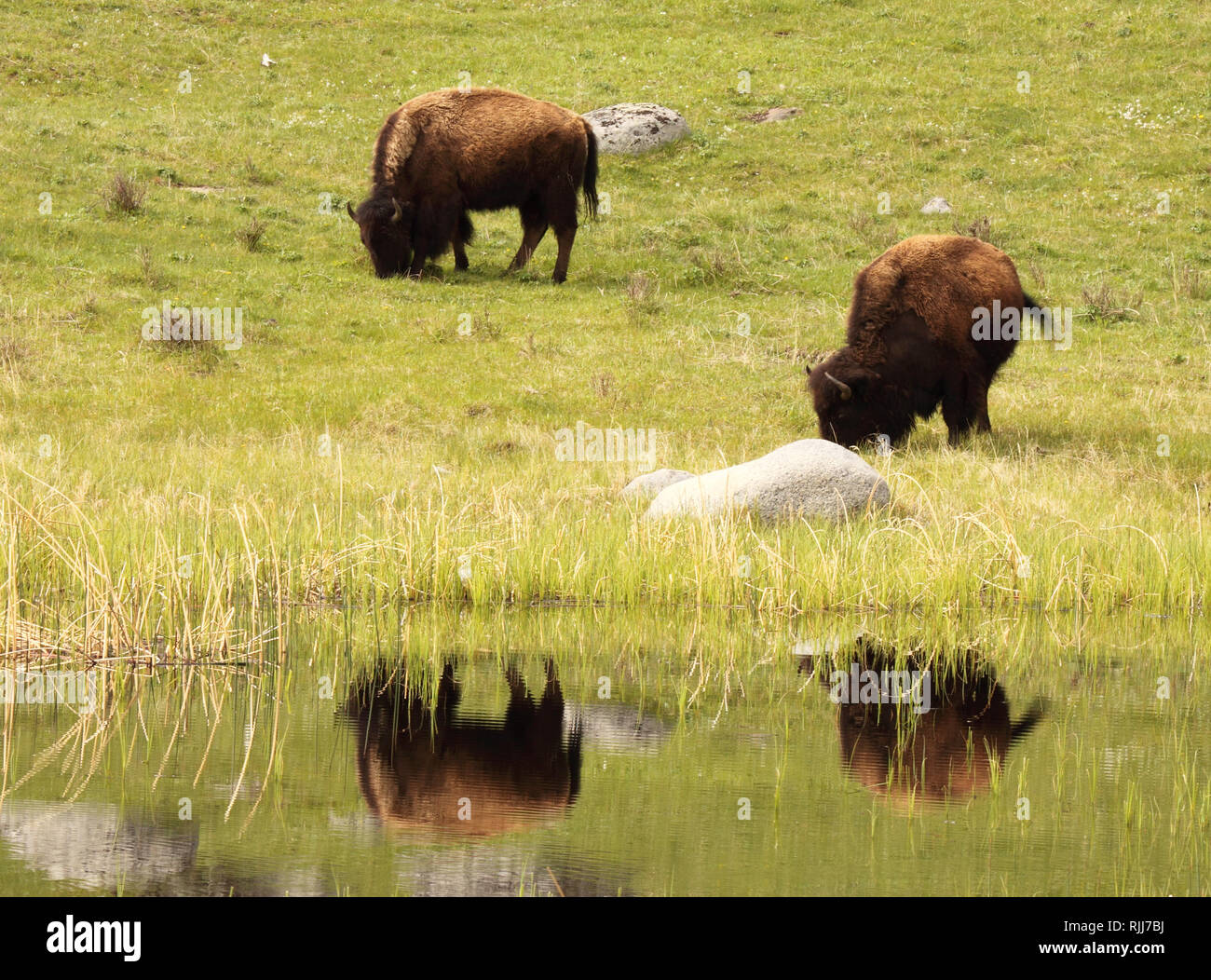 Reflection yellowstone national park hi-res stock photography and ...