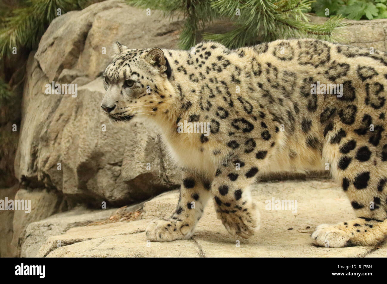 A Snow Leopard boldly approaching Stock Photo - Alamy