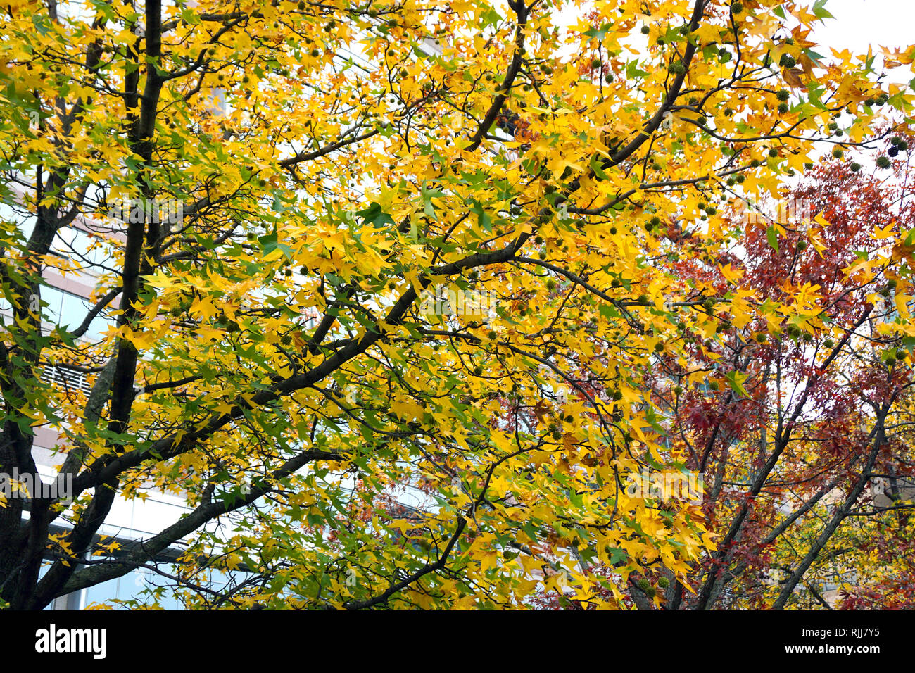 Fall color in Cleveland, Ohio A’s fall turns to winter Stock Photo - Alamy