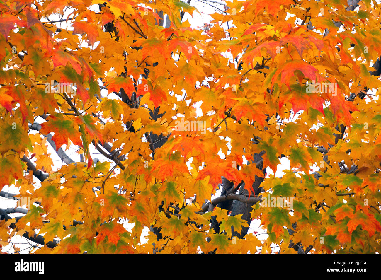 Fall color in Cleveland, Ohio A’s fall turns to winter Stock Photo - Alamy