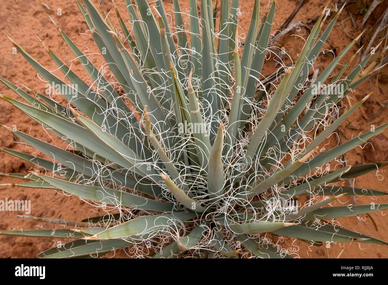 Yucca angustissima hi-res stock photography and images - Alamy