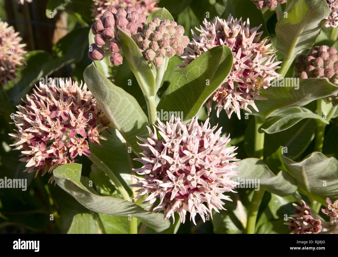 Showy milkweed (Asclepias speciosa), pink flowers, Capitol Reef ...