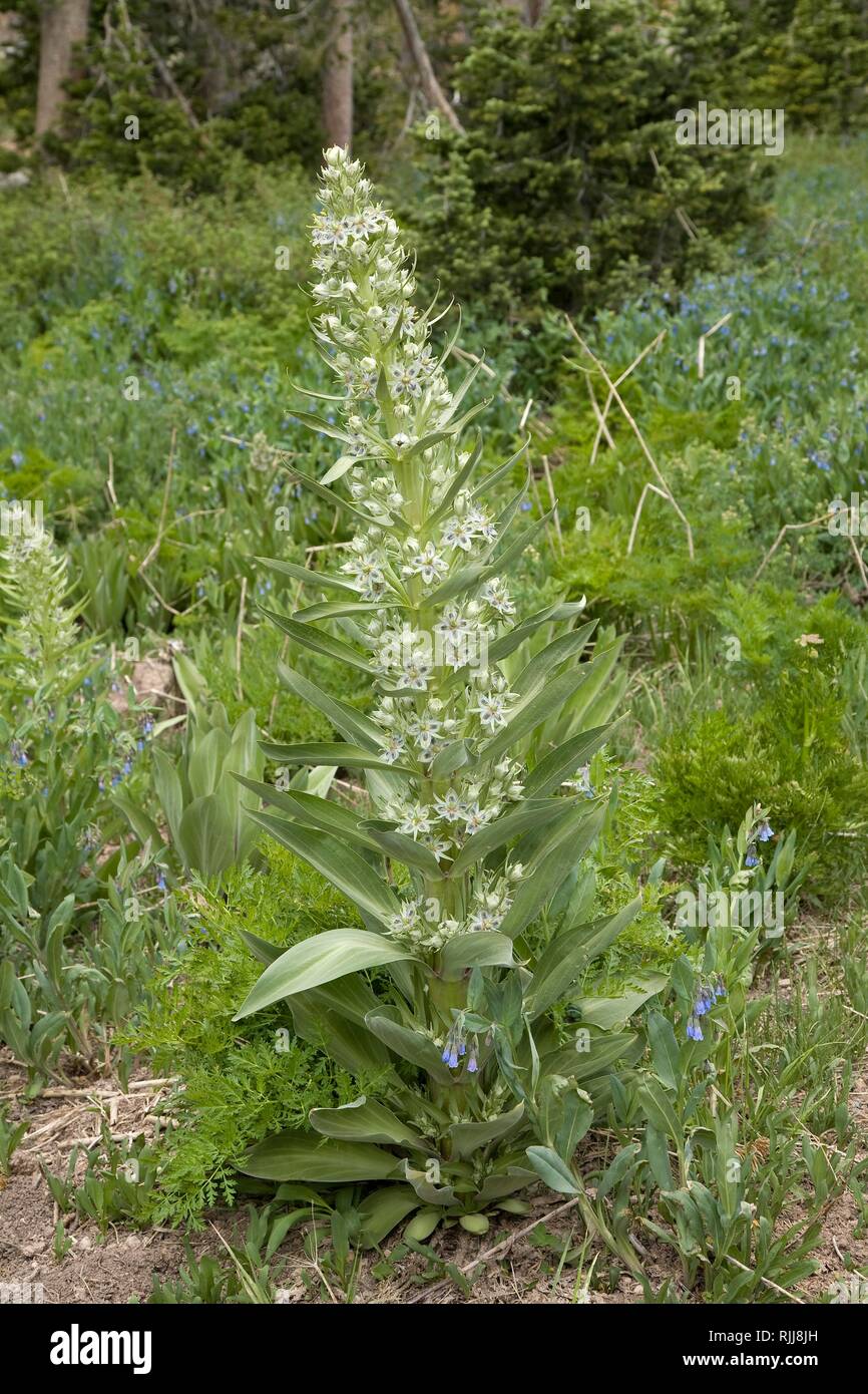 Flower of a elkweed (Frasera speciosa), Cedar Breaks National Monument ...