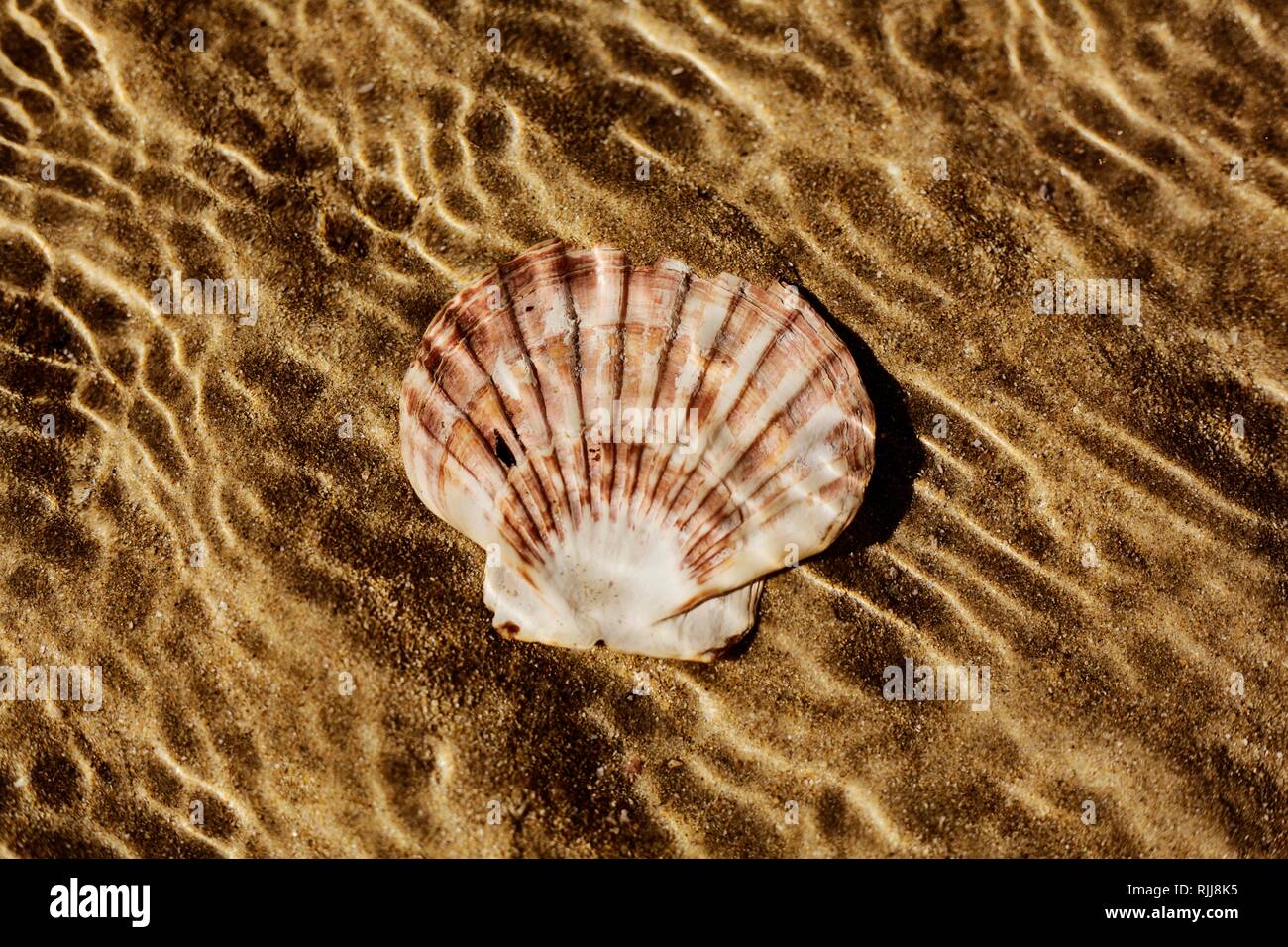 Sunlight on shallow water hi-res stock photography and images - Alamy