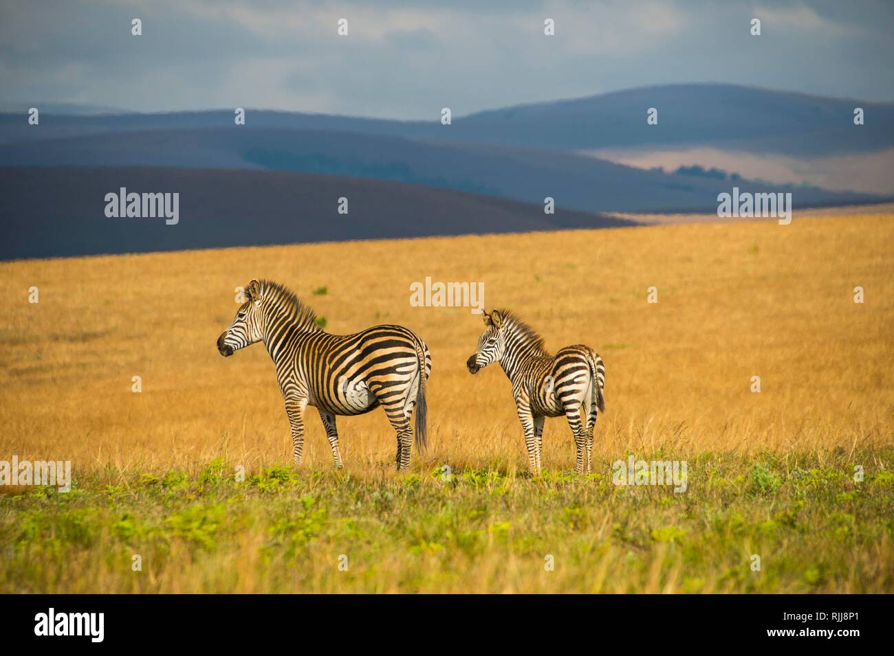 Plains zebras (Equus quagga), Nyika National Park, Malawi Stock Photo ...