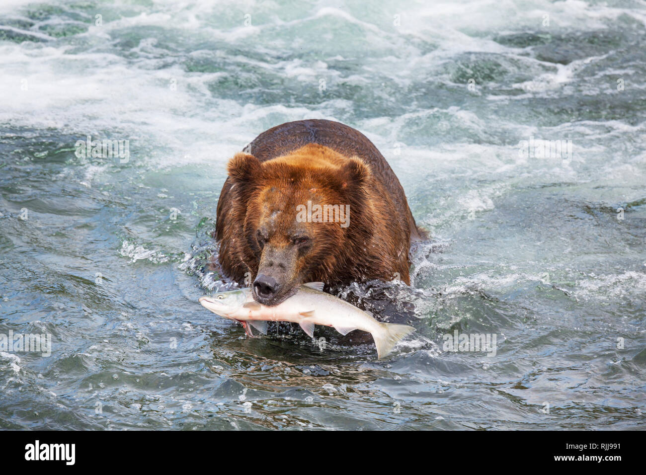 A grizzly bear hunting salmon at Brooks falls. Coastal Brown Grizzly ...