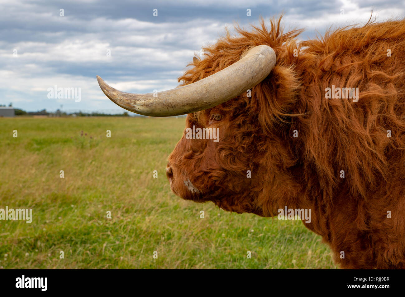 Side profile of a large ginger highland bull in a field in Canterbury ...