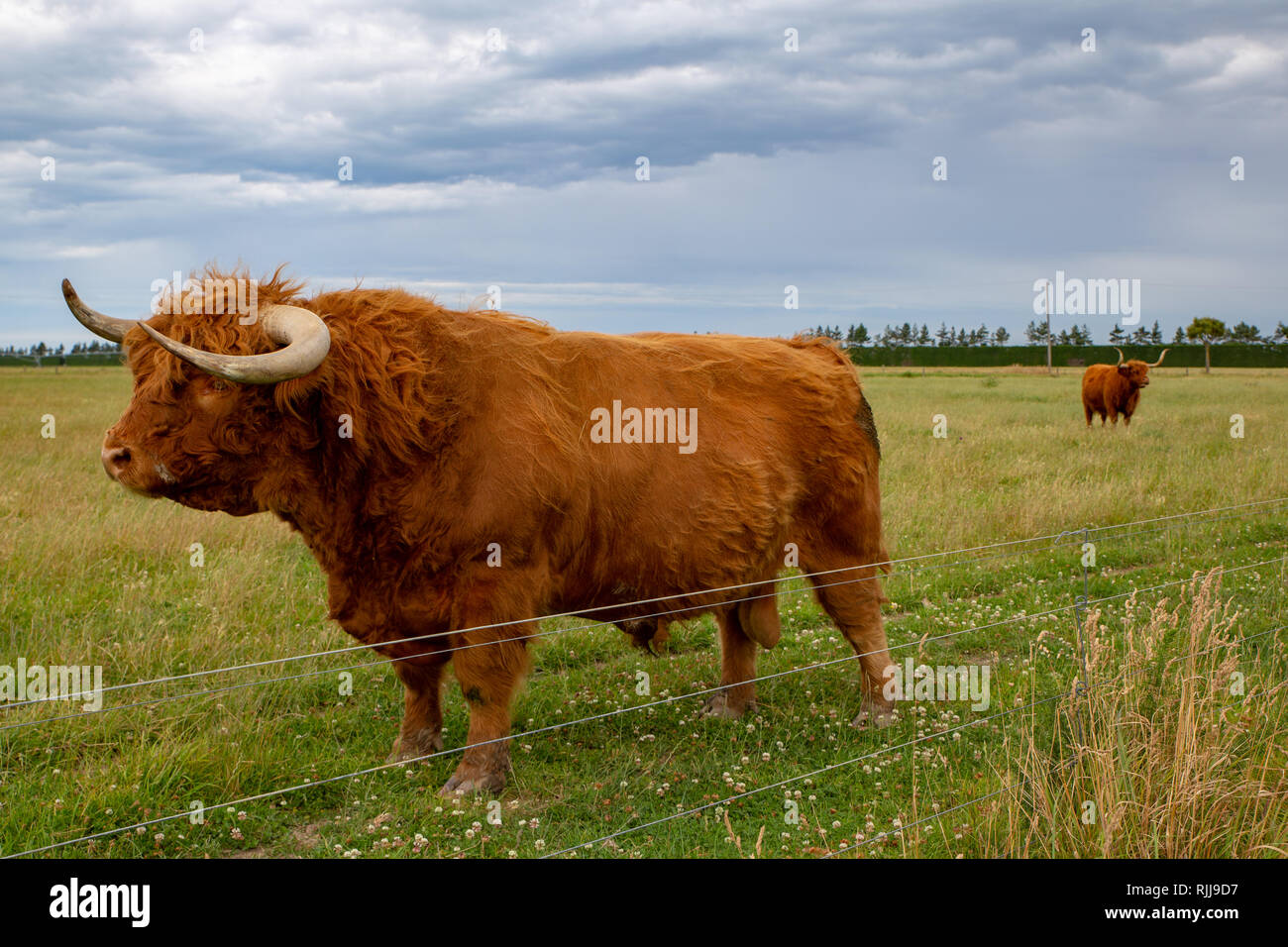 A large hairy highland bull in a field of other highland cattle in ...