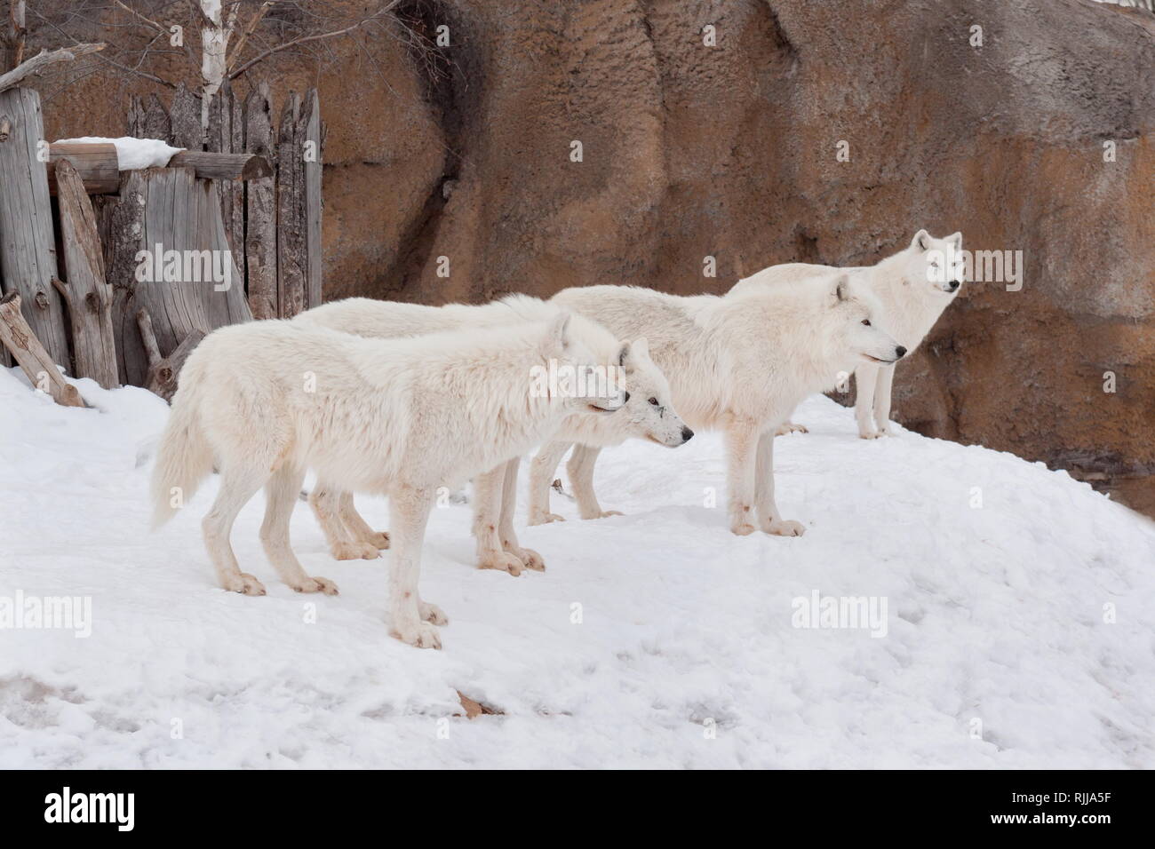 Four wild alaskan tundra wolves are standing on white snow. Canis lupus ...