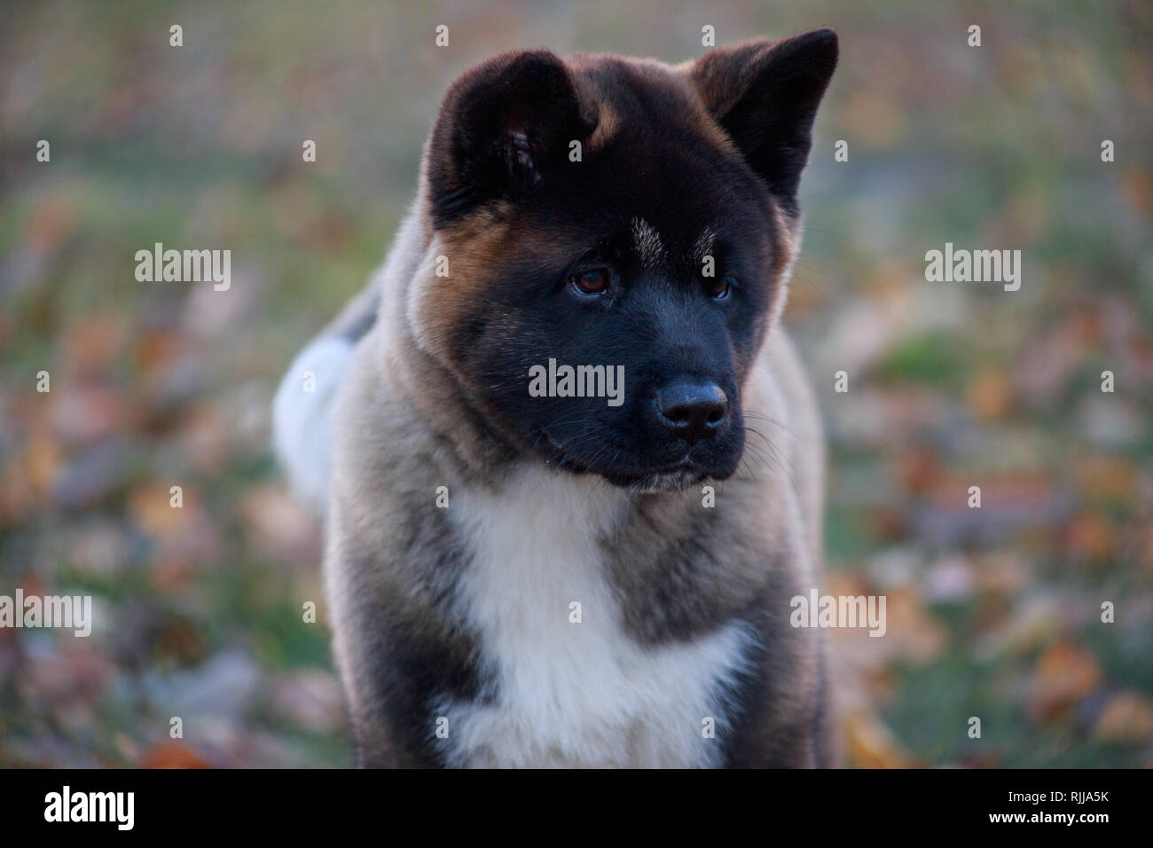 Cute american akita puppy close up. Three month old. Pet animals ...