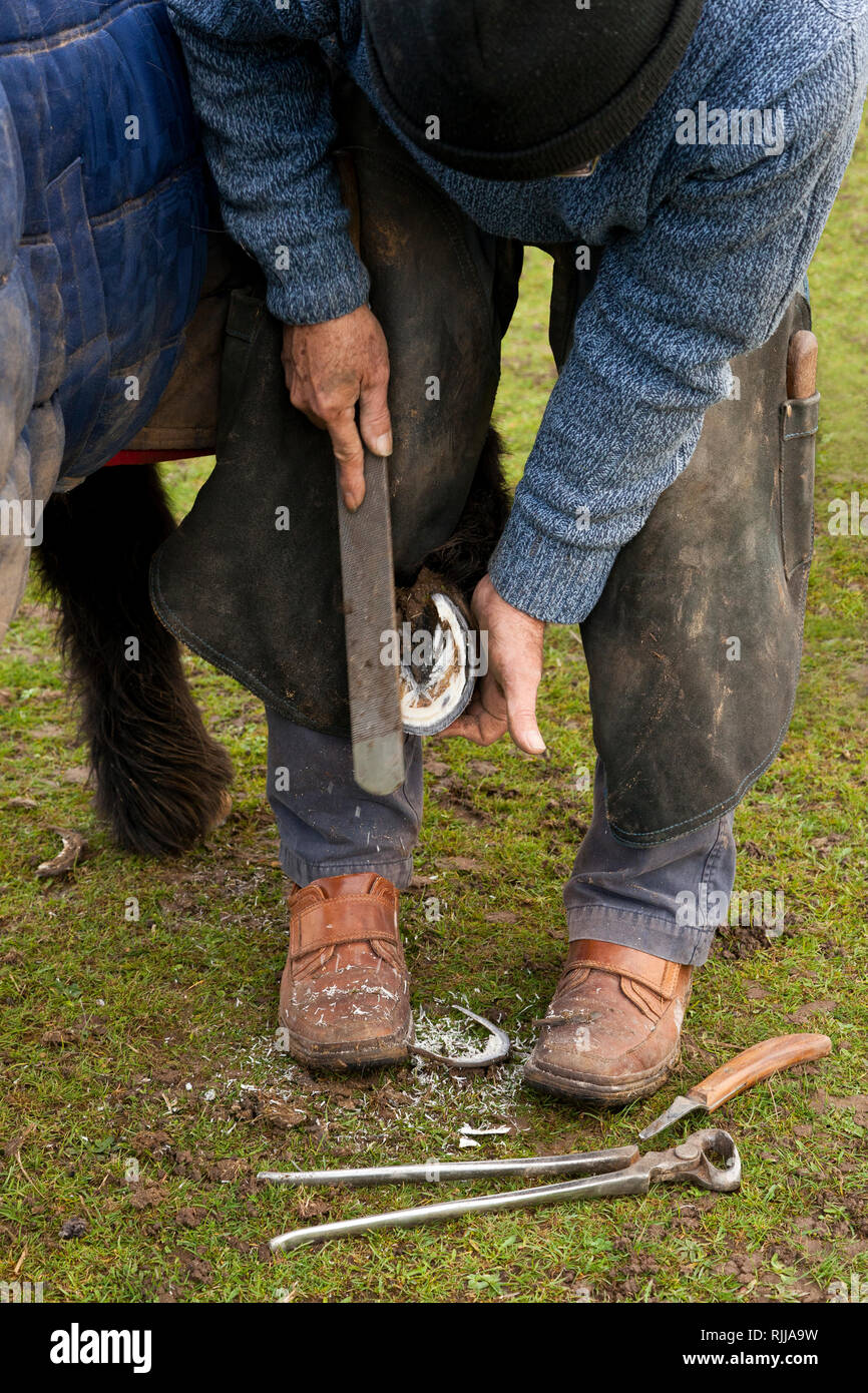 A farrier rasping a pony's hoof Stock Photo - Alamy