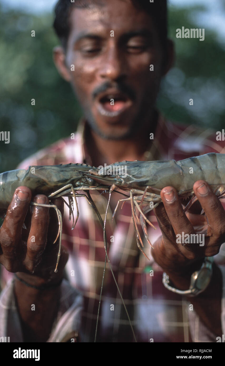 Caption: Fort Cochin, Kerala, India - May 2003. A fisherman displays ...